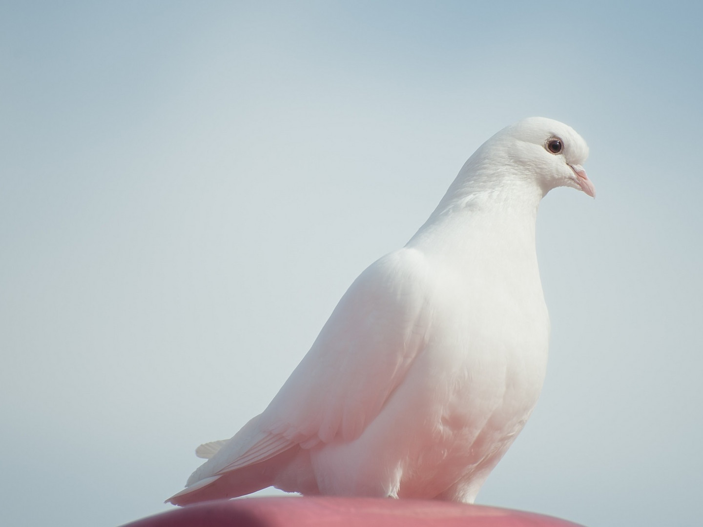 Funeral Doves, Funeral Dove Release | Tri-State Area, NJ | Jersey Shore ...
