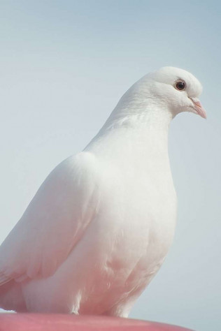 Jersey Shore Doves | Tri-State Area, NJ | White Dove Release, White Doves