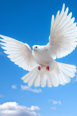 Jersey Shore Doves | Tri-State Area, NJ | White Dove Release, White Doves